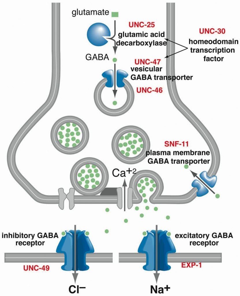 GABA May Improve Insulin Resistance and Glucose Tolerance - Diabetic Live